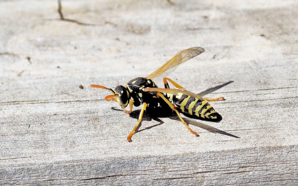 How to keep wasps away from wood deck: Effective Tips for your home!